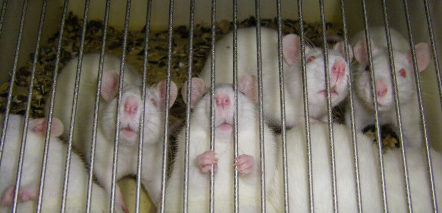Rats Tortured for Flawed Science