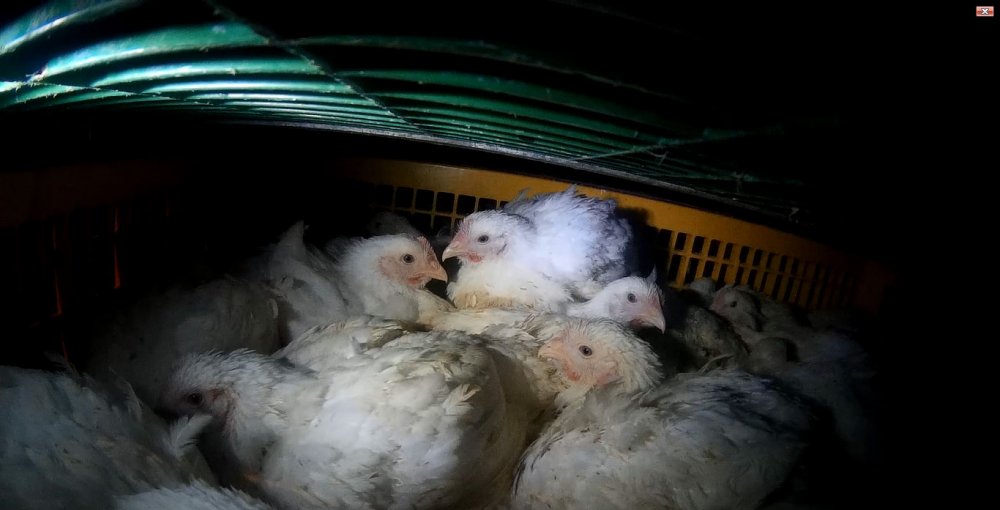 Watch Now: Shocked Londoners Try ‘Owl Meat’ Samples