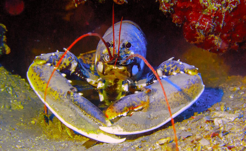 Fishers Spare Blue Lobsters, so PETA Releases Kit to Dye All Lobsters Blue