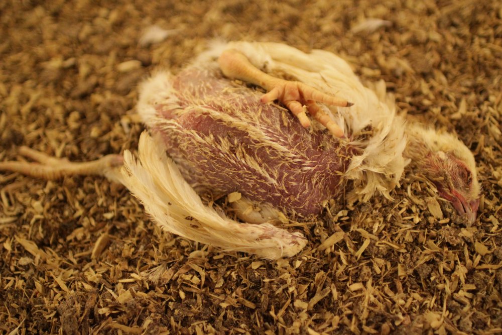 PETA Complained to the ASA After Seeing This Disturbing Chicken Farm ...