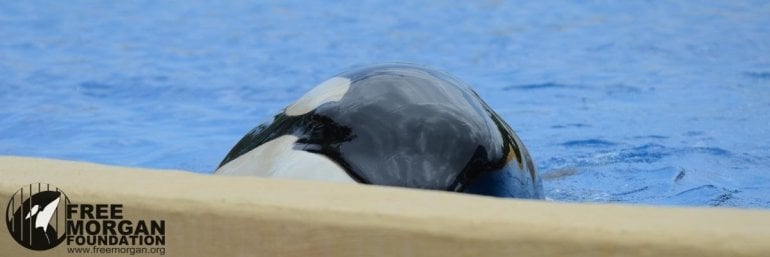 Let Morgan the Orca Go Home!