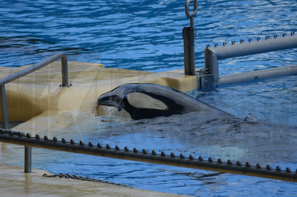 Let Morgan the Orca Go Home!