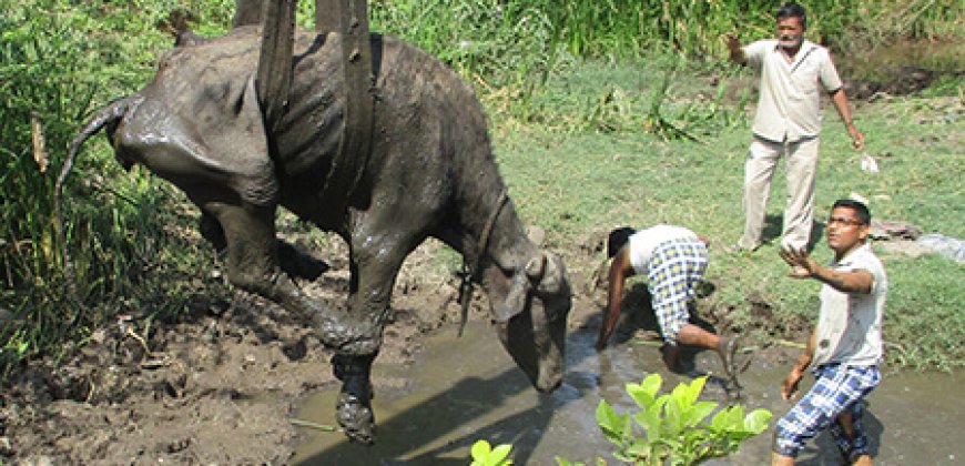 Animal Rahat: 15 Years of Groundbreaking Work for Animals