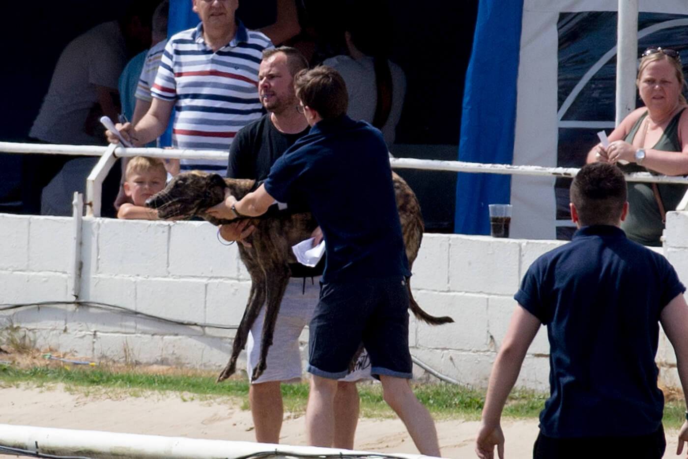 Greyhounds Forced to Race Despite UK Heatwave