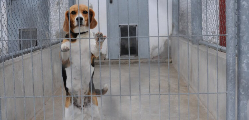 Life in an Animal-Testing Laboratory: A Scientist's Experience