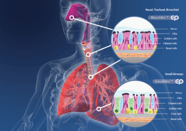 Animal-Free Inhalation Testing? Talk About a Breath of Fresh Air