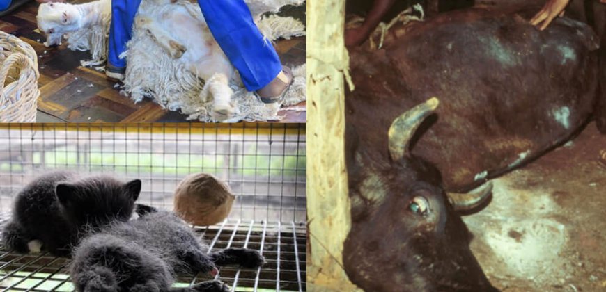 19 Images of Animals Used for Clothing That You Need to See This London ...