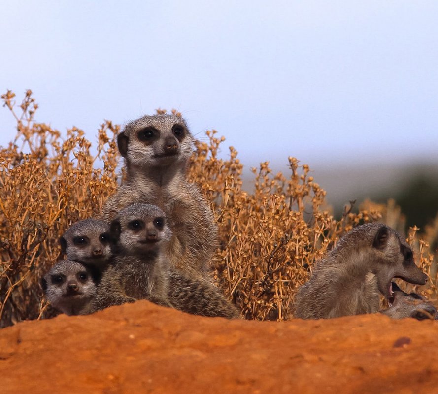 Suffering in Captivity: Trapped Animals Displayed at Ukrainian Shopping ...