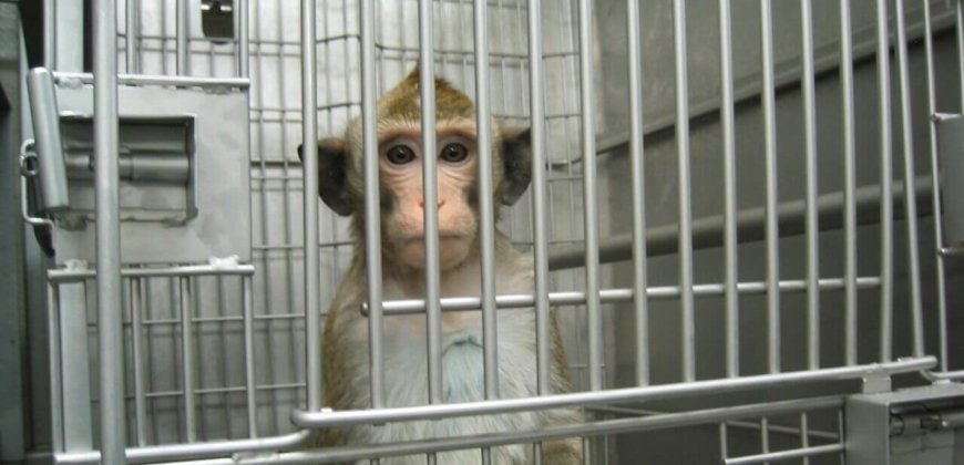 A Living Nightmare: Monkeys Caged, Poisoned, and Killed in Laboratories ...