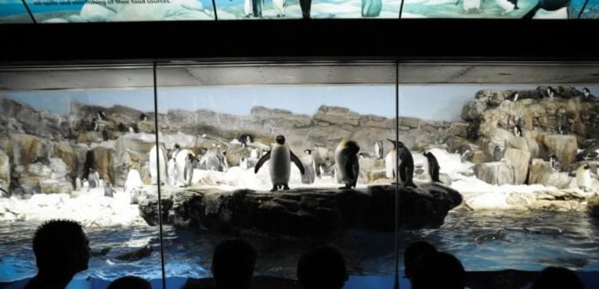 Campaign Against SeaWorld to Head to TUI Boardroom