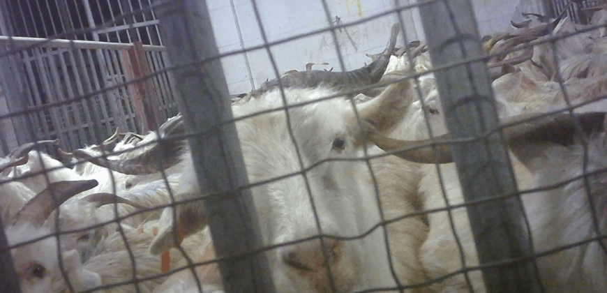 The Cruel Cashmere Industry | Animals Are Not Ours to Wear - PETA UK