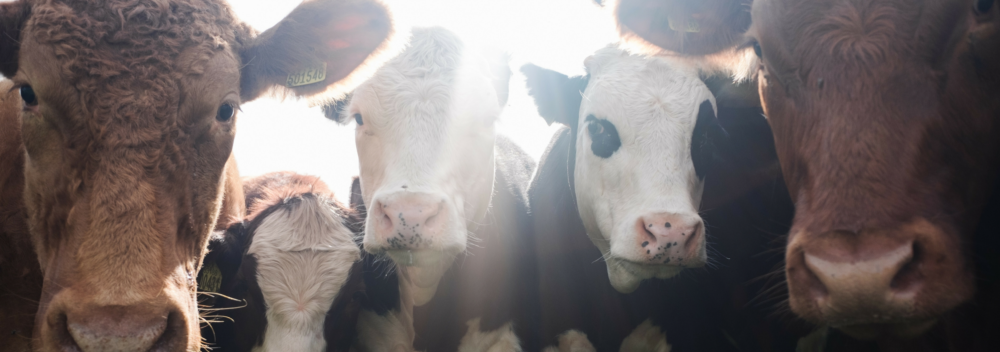 BREAKING: Pro-Vegan Film '73 Cows' Wins BAFTA