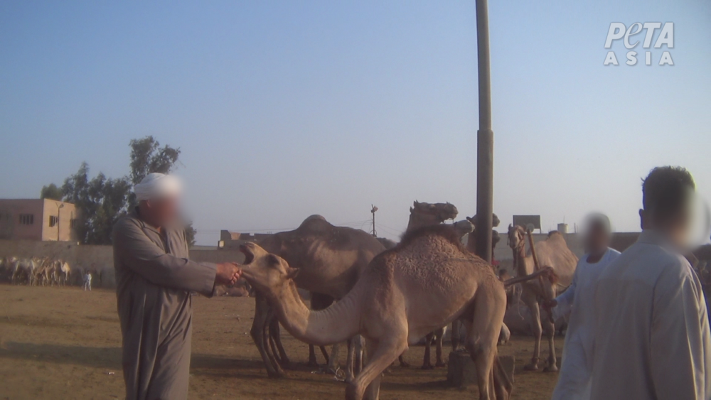17 Reasons Why Camel Rides Are Unethical and Cruel