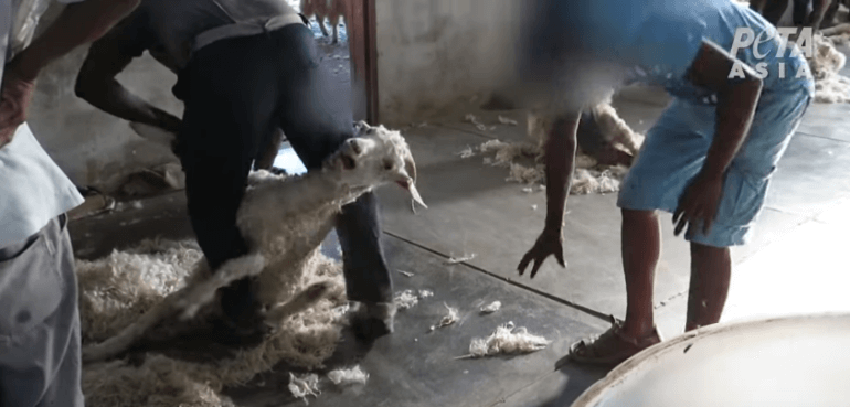 Mohair: Goats Abused and Killed | Animals Are Not Ours to Wear - PETA UK