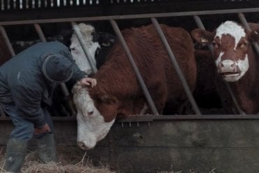 BREAKING: Pro-Vegan Film '73 Cows' Wins BAFTA