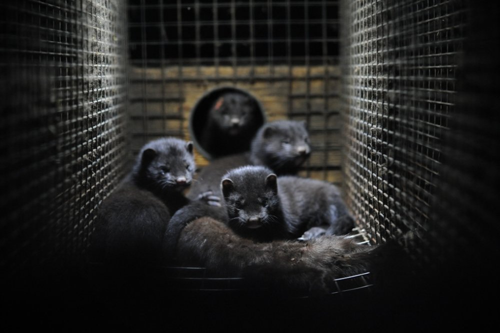 Fur, Wildlife Skins and Feathers Banned from Amsterdam Fashion Week