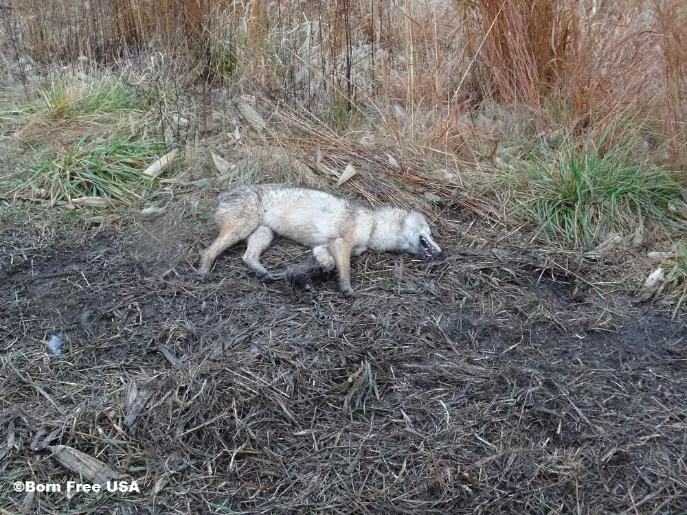 PETA Supporters Stage Dramatic Die-In Outside Canada Goose