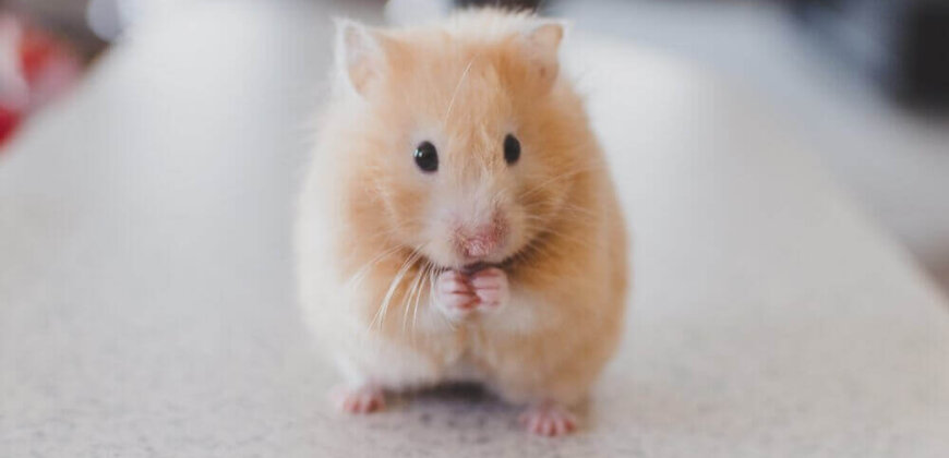 Historic Moment for Animals! EU Parliament Votes Overwhelmingly In ...