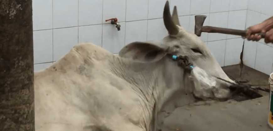 Breaking: Cows Bludgeoned for Skin and Flesh