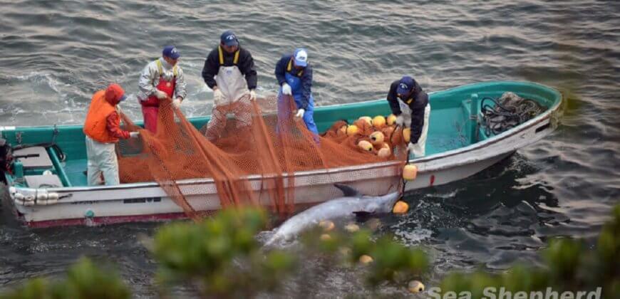 Take Down Hunting With These Actions - PETA UK