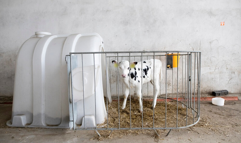 Exposed: How Vulnerable Young Calves Are Caged and Isolated on EU Farms
