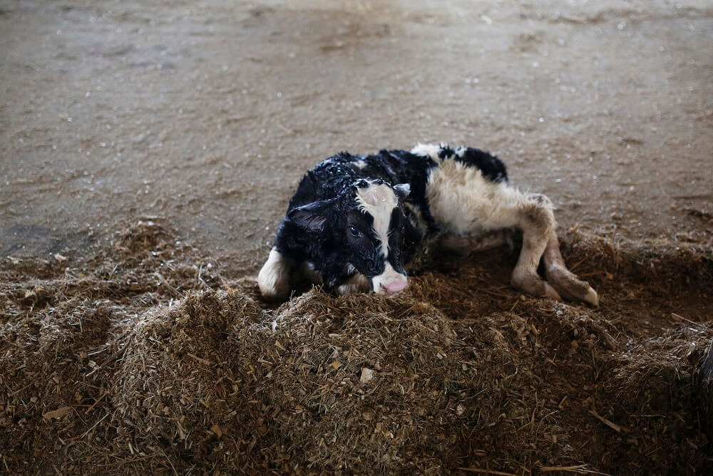Exposed: How Vulnerable Young Calves Are Caged and Isolated on EU Farms