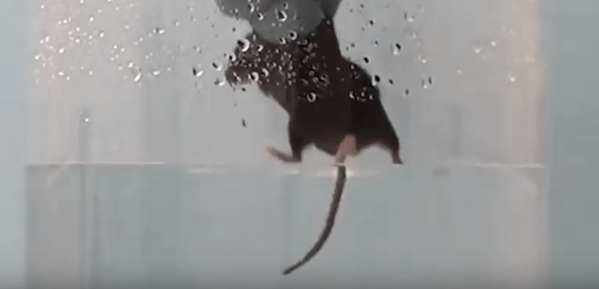 Forced Swim Test: Experimenters Trap Small Animals in Beakers of Water ...