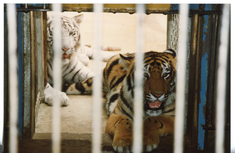 International Tiger Day: 6 Kinds of Tiger Abuse You Can Help Stop