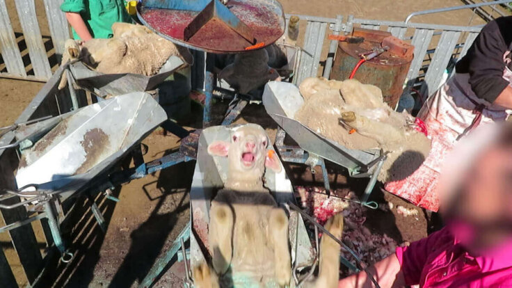 Help Stop the Killing of Rabbits, Cows, Goats, and Other Animals for ...
