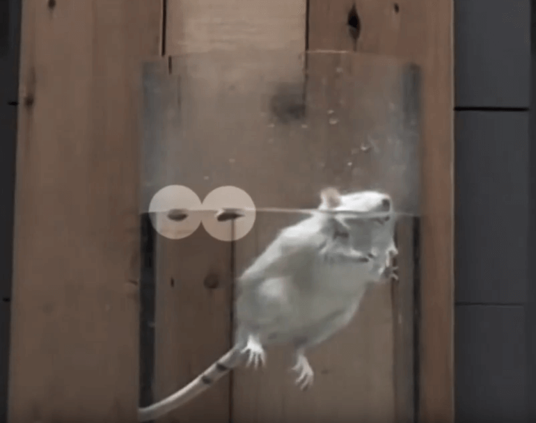 7 Forced Swim Test Myths Debunked