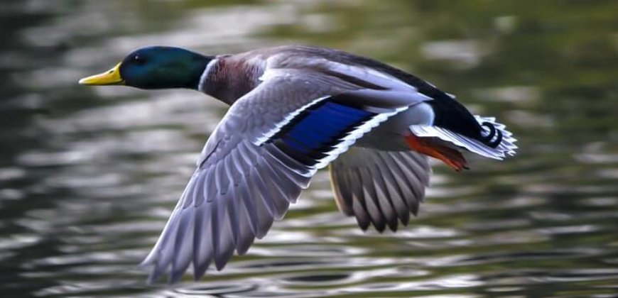 Victory! Scientists With PETA US and EPA Save Hundreds of Birds