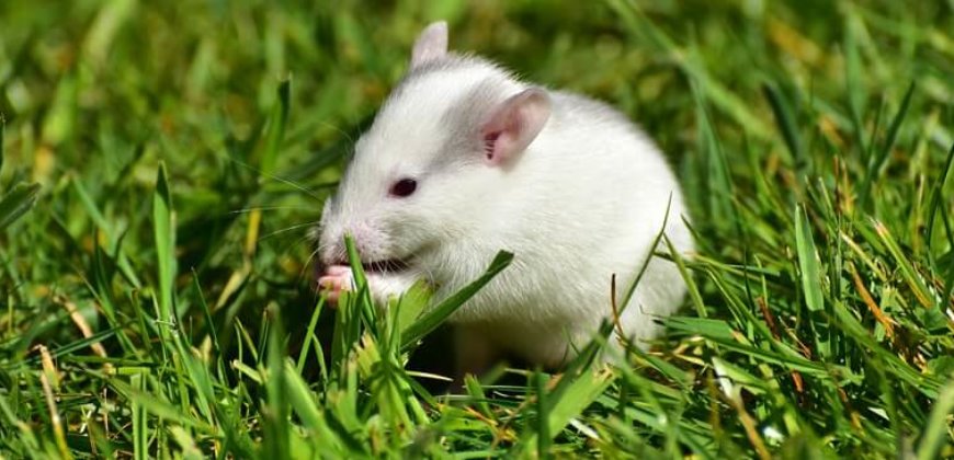 Technology Donated by PETA International Science Consortium Is Great ...