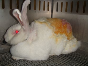 Speak Up for Rabbits Facing Horrific Suffering - PETA UK