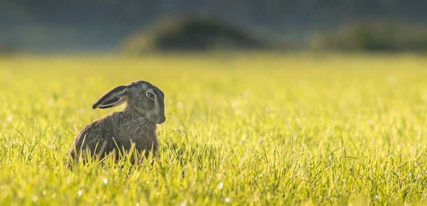 Speak Up for Rabbits Facing Horrific Suffering - PETA UK