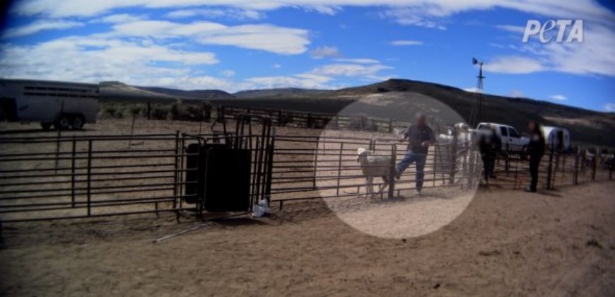 PETA US Video: Sheep Kicked, Hit, and Shoved for 'Sustainable' Wool