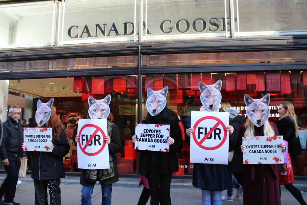 MASSIVE NEWS! Canada Goose Is Dropping Fur After Years of Pressure From ...