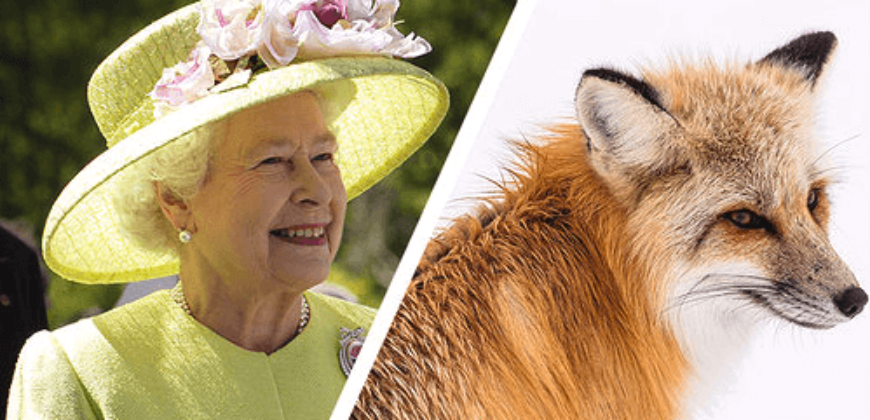 HUGE NEWS: The Queen Has Gone Fur-Free!