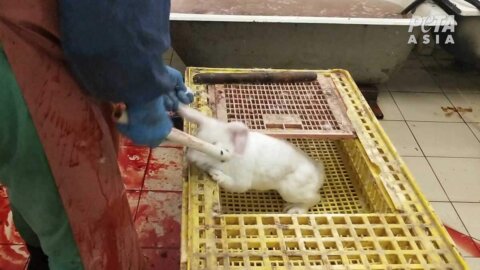 Help Stop the Killing of Rabbits, Cows, Goats, and Other Animals for ...