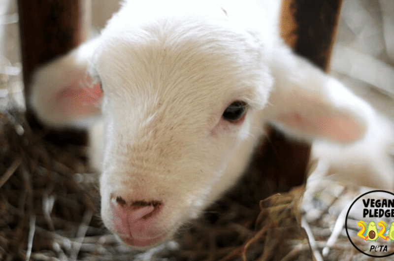 The Truth About Cage-Free Eggs - PETA UK