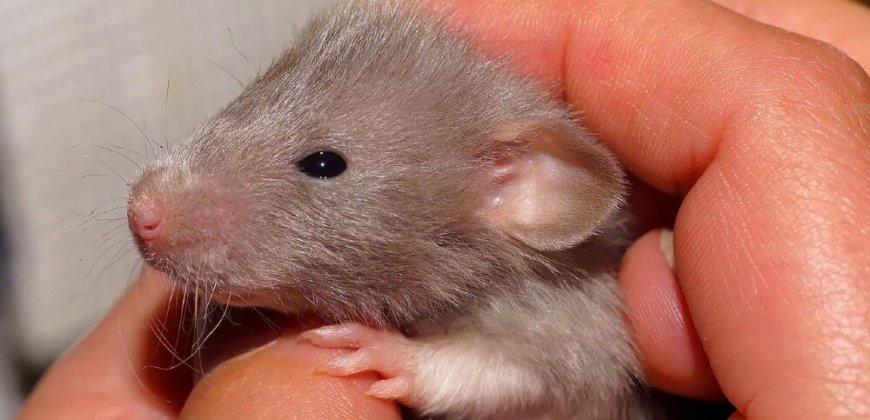 Year of the Rat: 15 Fascinating Facts About Rats