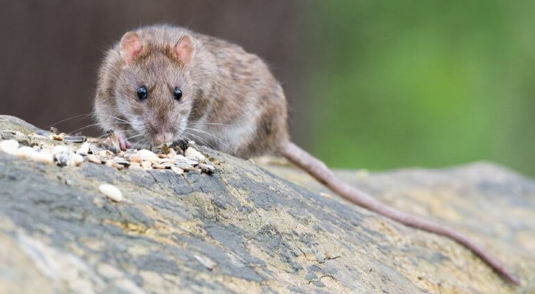 Year of the Rat: 15 Fascinating Facts About Rats