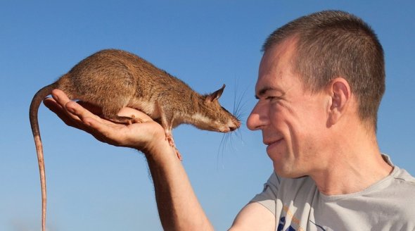 Year of the Rat: 15 Fascinating Facts About Rats