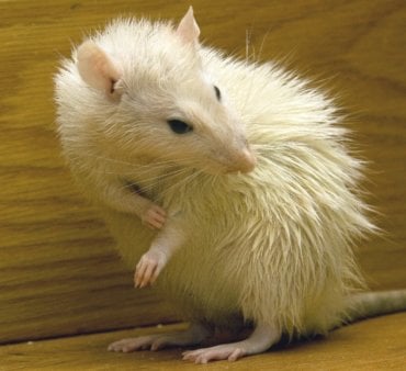 Year of the Rat: 15 Fascinating Facts About Rats