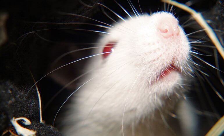 Year of the Rat: 15 Fascinating Facts About Rats