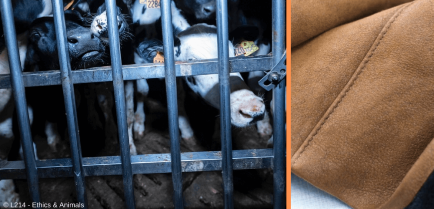 The Blood, Sweat, and Tears Behind Suede