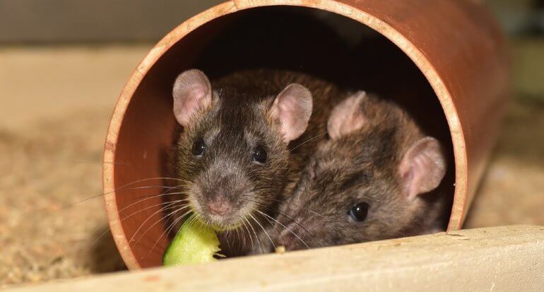 Year of the Rat: 15 Fascinating Facts About Rats