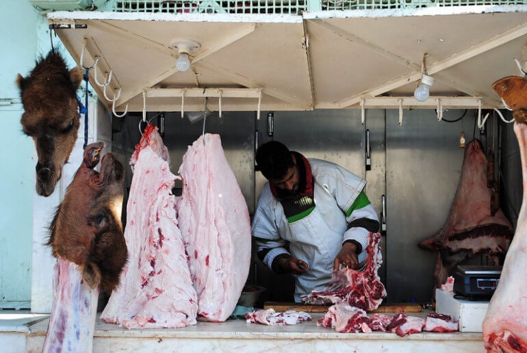 17 Reasons Why Camel Rides Are Unethical and Cruel