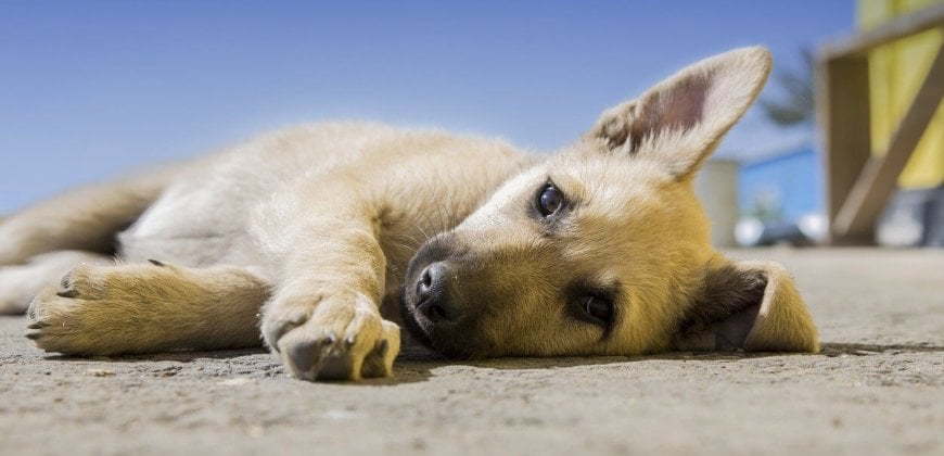 Taking Care of Dogs and Cats During Self-Isolation