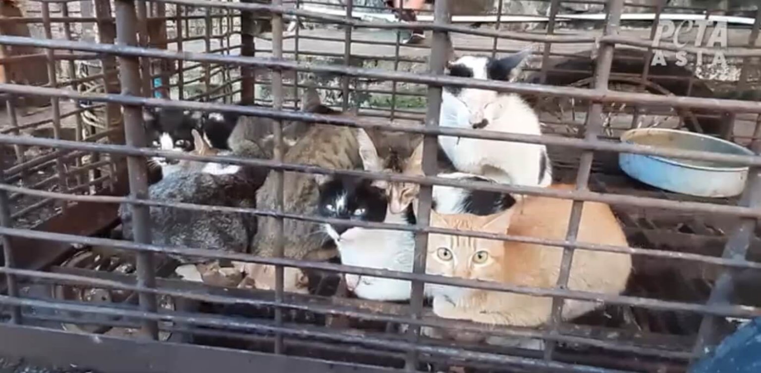 Wallis Day Champions a Brighter Vegan Future in New PETA Campaign