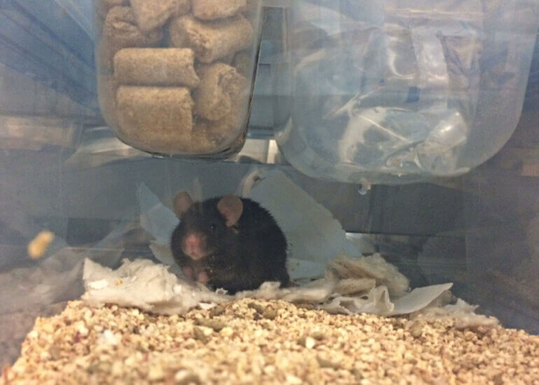 Undercover Video: Skulls Cut Open, Prolapsed Organs Untreated at ...